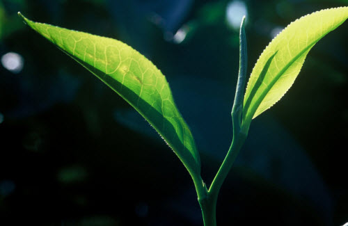 Some Relatives of the Tea Plant to Grow in the U.S. – Tea Blog